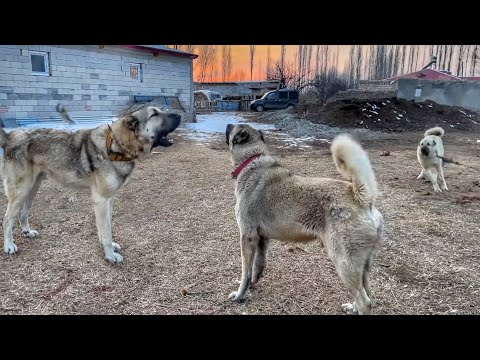 3 KURT BOĞAN EFSANE KÖPEKLER--1200 KOYUN