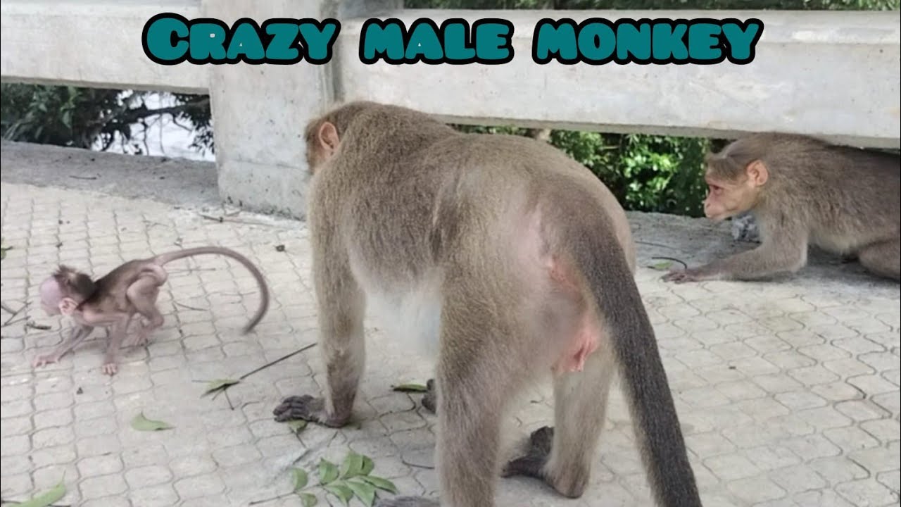 Mother monkey scared when male monkey hit little monkey. Monkey. Macaca ...