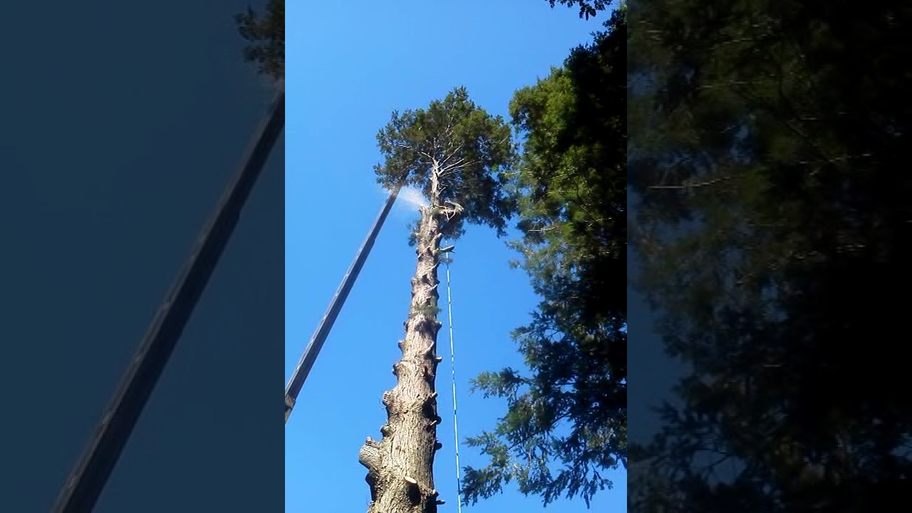 Pine tree getting cut down - YouTube
