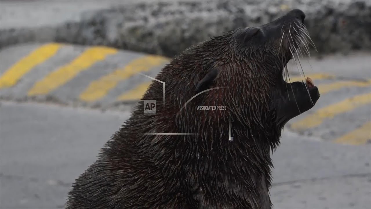 Rabies outbreak in South African seals thought to be first time virus ...