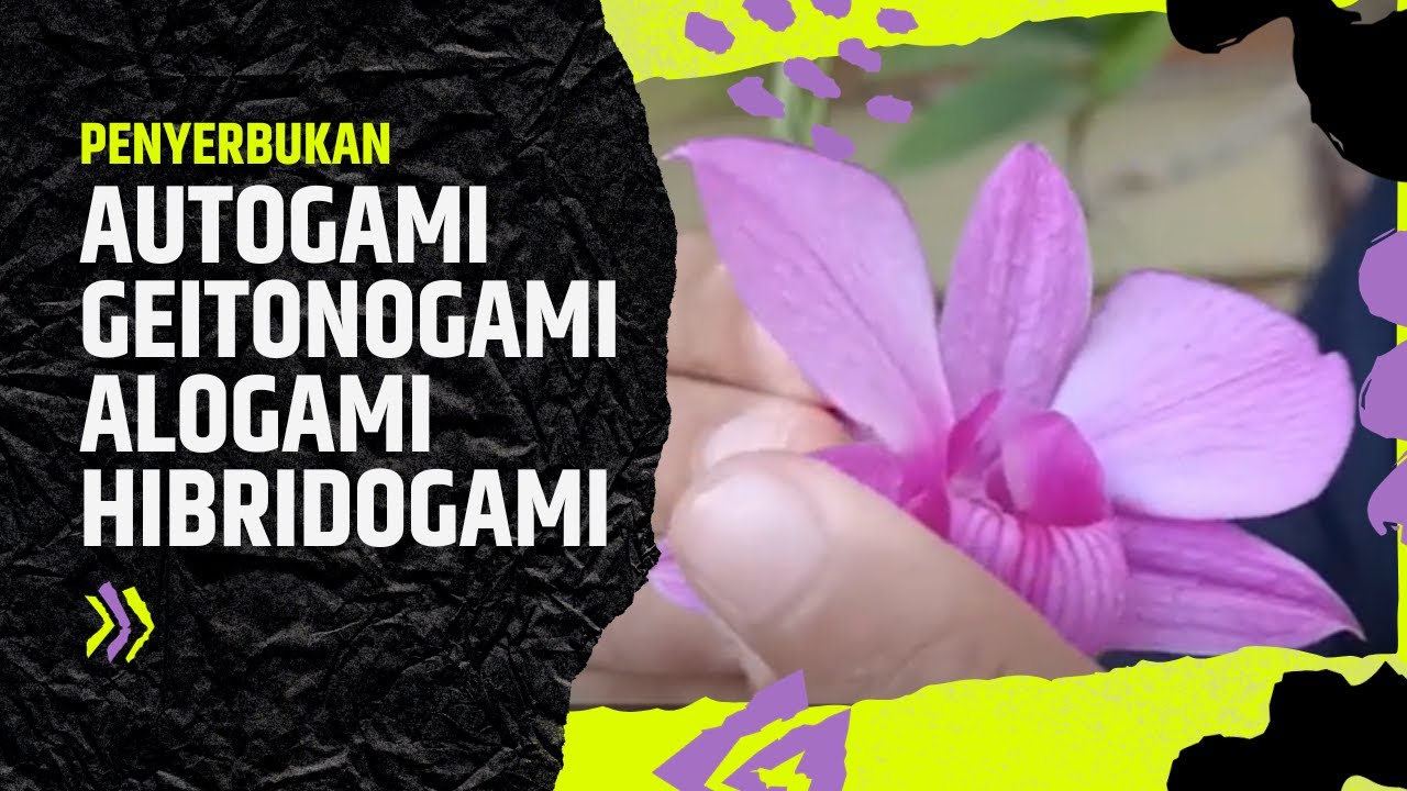 Penyerbukan Autogami, Alogami, Geitonogami, dan Bastar - YouTube