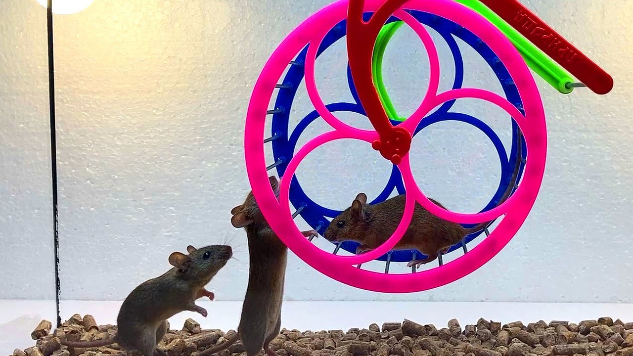 Day 150 – Mice Have A New Running Wheel (Ver. 2 Part 15) | Watching ...
