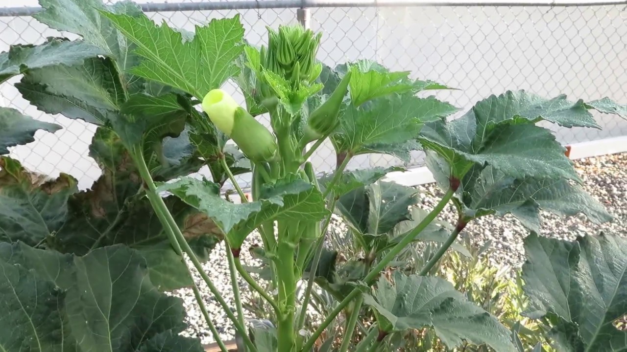 COMO CULTIVAR OKRA (AJI TURCO, GOMBO, OCRA O QUIMBOMBO) - YouTube