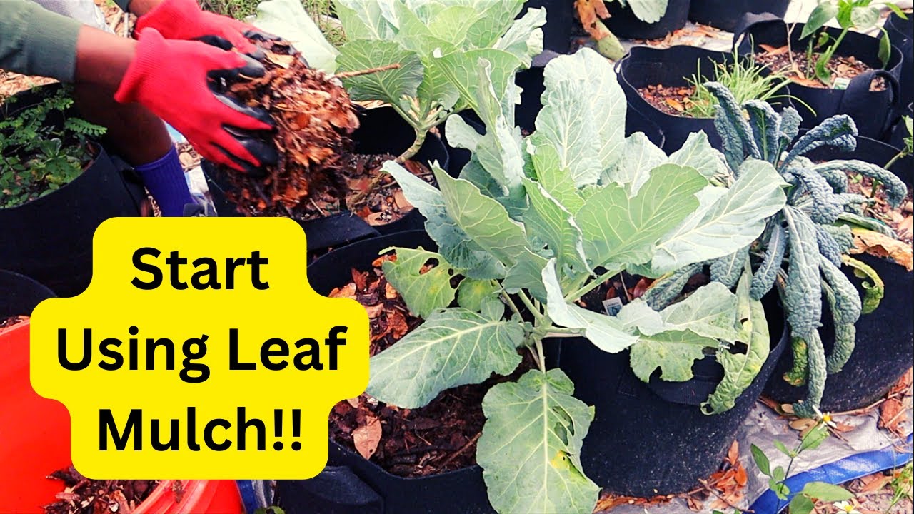 How to Use Leaf Mulch and 6 Benefits! #gardening #gardenwithme - YouTube