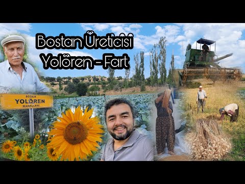 Sebze Üretim Köyü Yolören Fart'ta gezi - Bostanları gezip, Harman Kaldırdık. Elle Nohut biçme