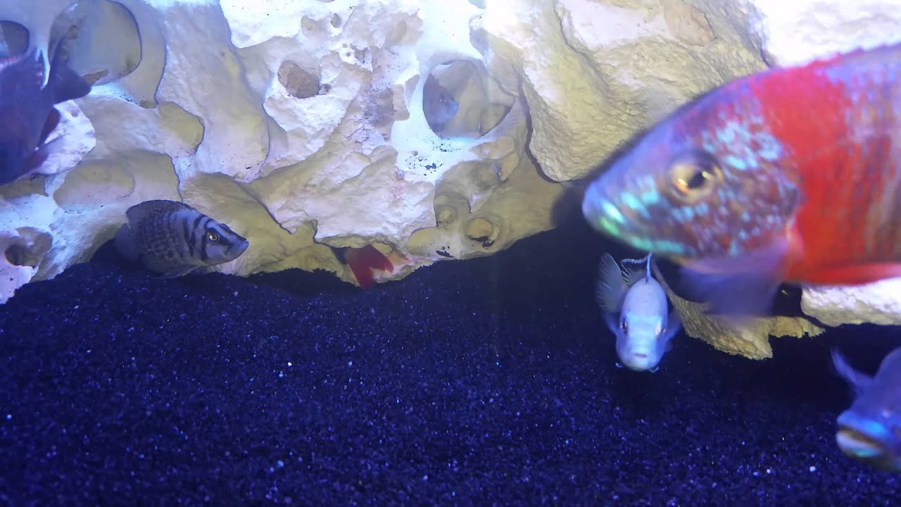 Red Fire Queen Peacock Cichlid - YouTube