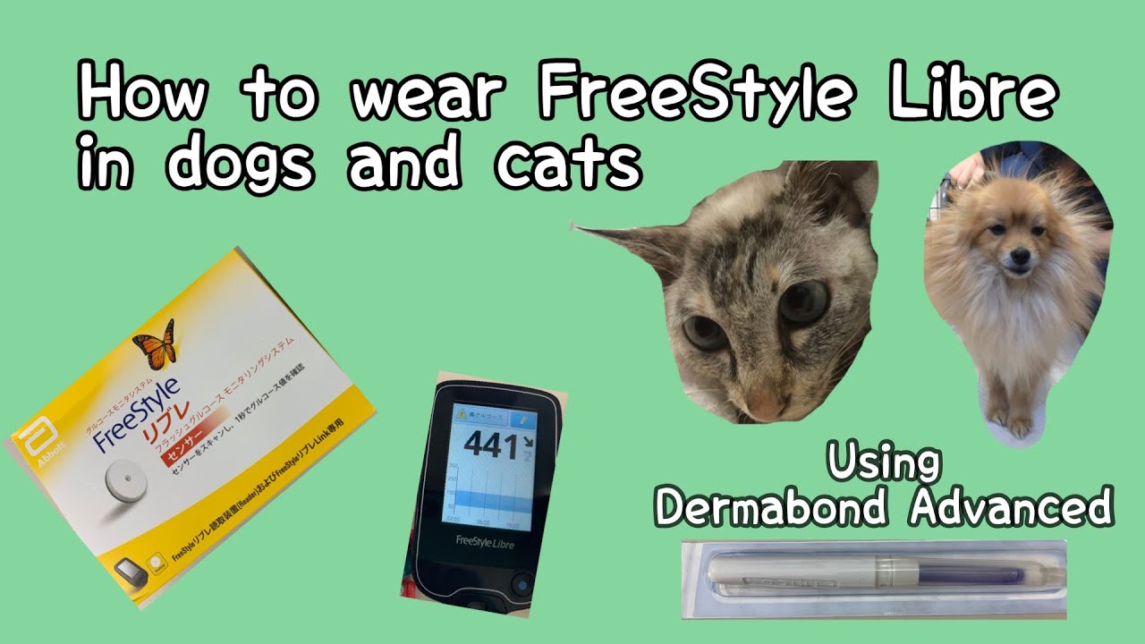 How to wear FreeStyle libre in dogs and cats part 1 (using Dermabond ...