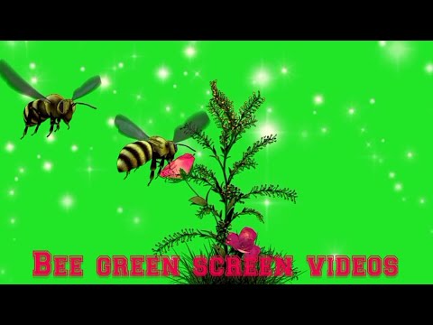 Bee Green Screen Animated Videos - YouTube