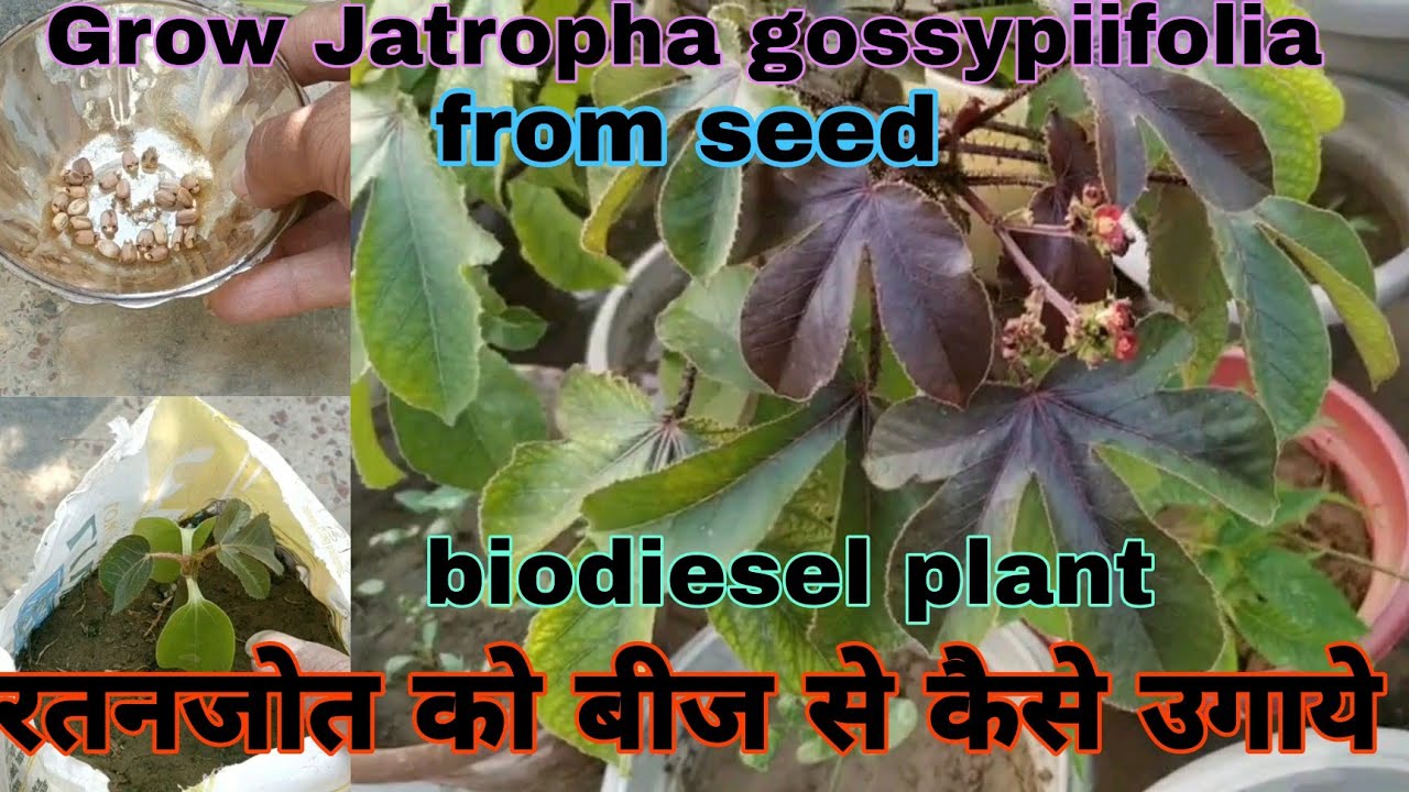 How to grow Jatropha gossypiifolia plant from seed with update till ...