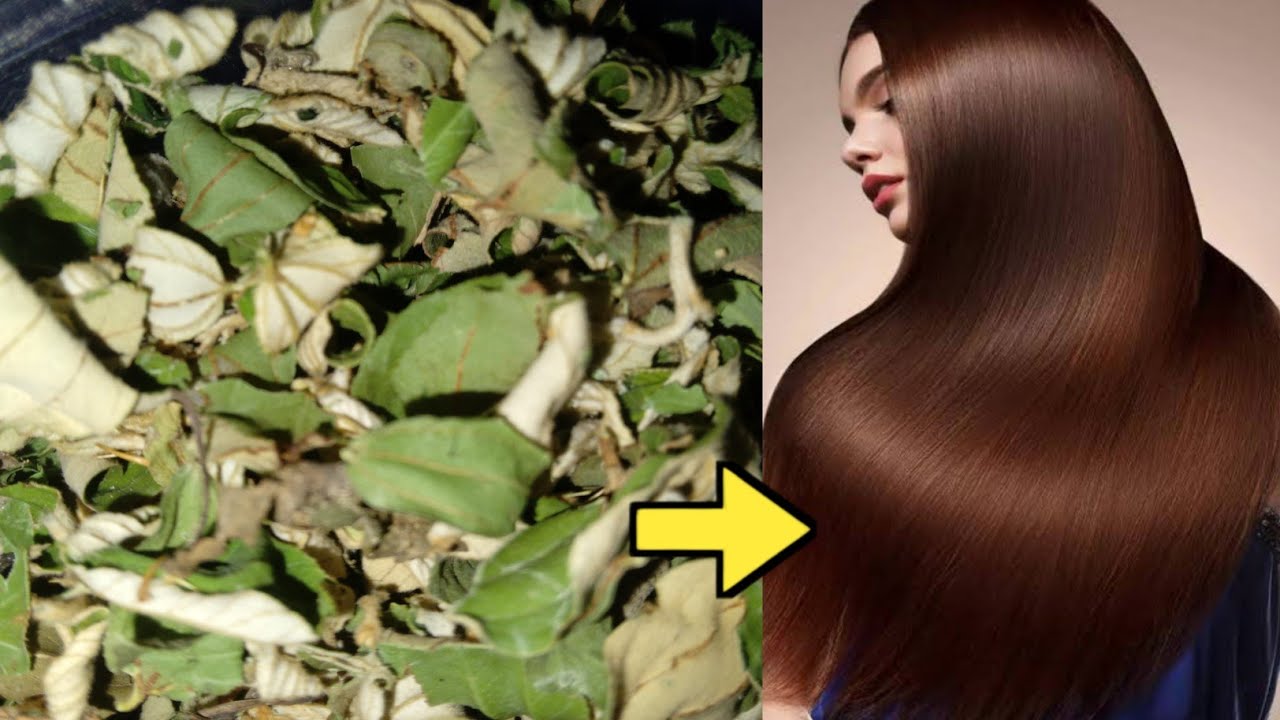 Gyaran Gashi Da Ganyen Magarya - YouTube