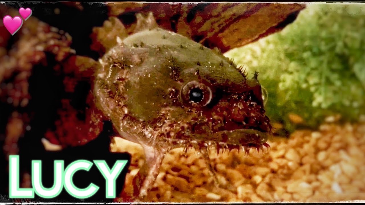 Brackish Water and New Surprise Fish - YouTube
