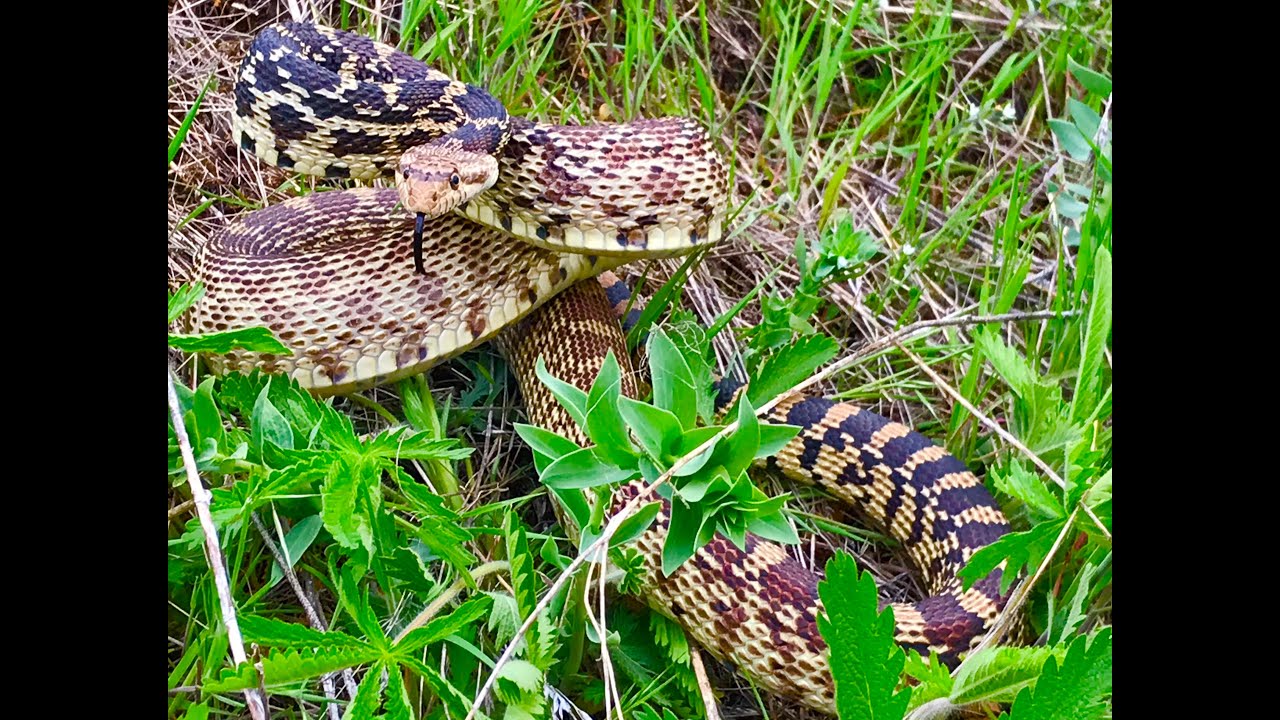 My Wife Finds Snakes! -- Herping BC - YouTube