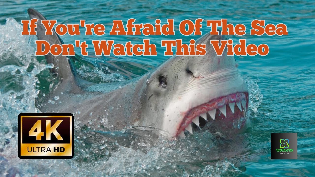 The Shocking Secrets of Sharks Unveiled | Wonders World - YouTube
