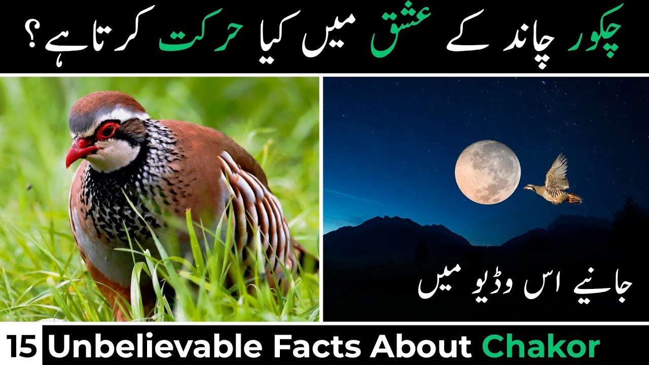 Chakor Chand Kay Ishq Main Kiya Karta Hay | Facts and Myths about ...