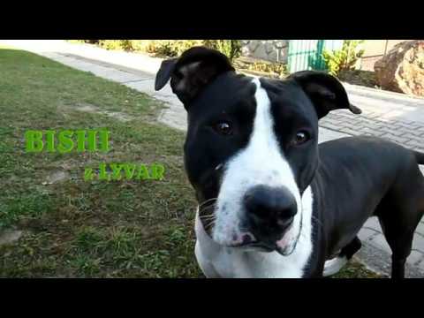 BISHI Z LYVAR 9 měsíců (dočasná péče) - YouTube