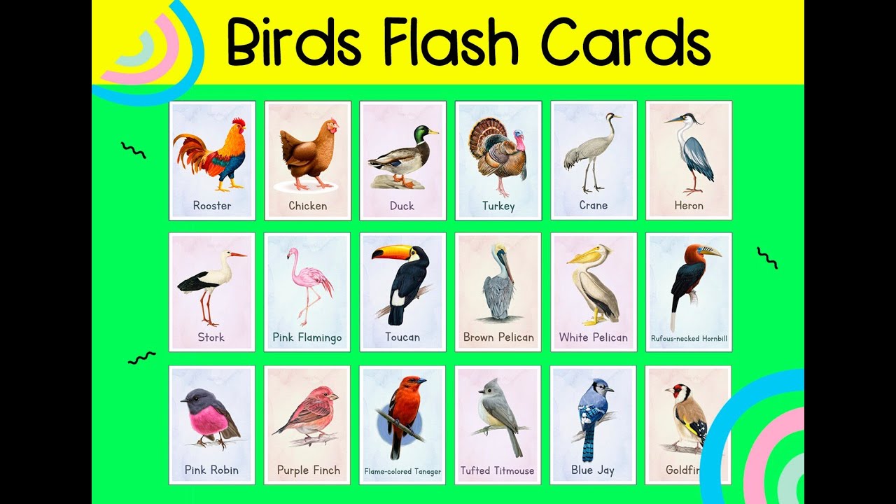 Birds Flashcard: Explore Nature's Symphony with English Spelling ...