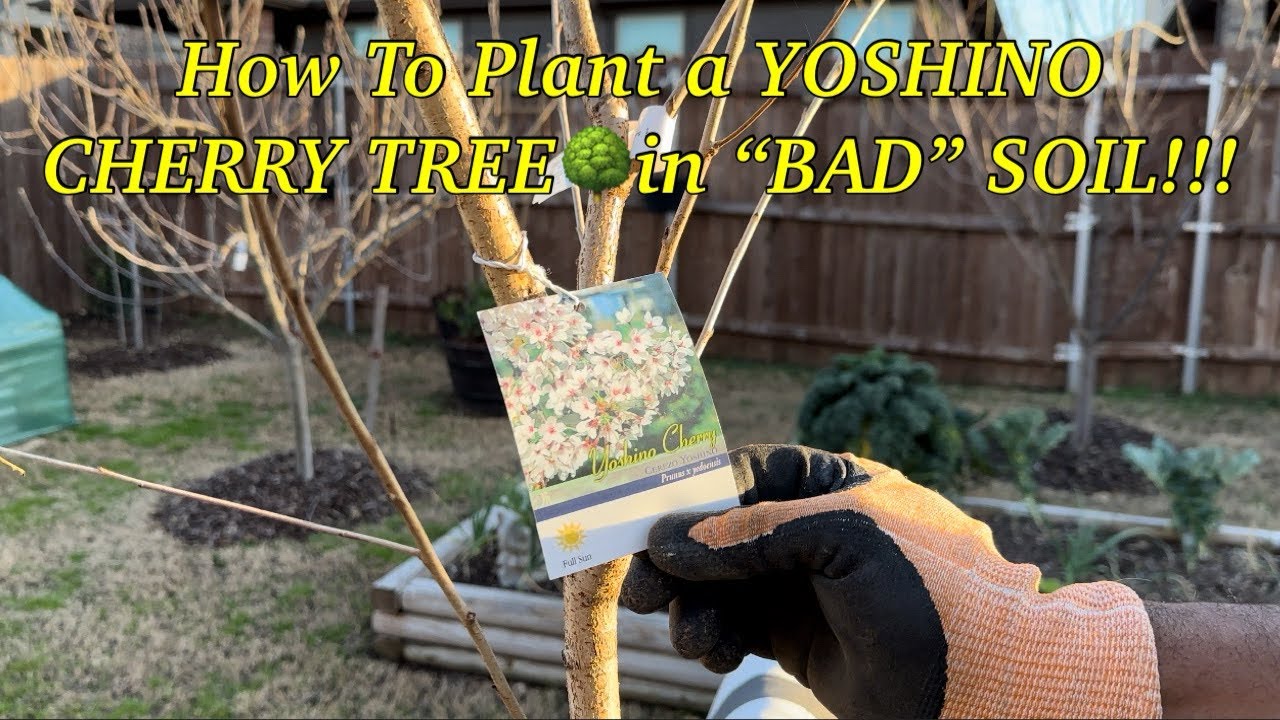 How To Plant a YOSHINO CHERRY TREE🌳in “BAD” SOIL!!! - YouTube