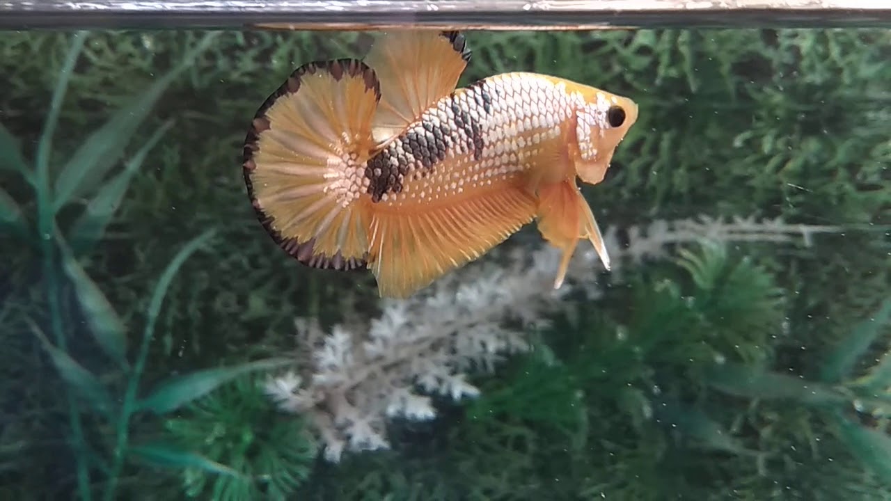 Yellow copper - YouTube