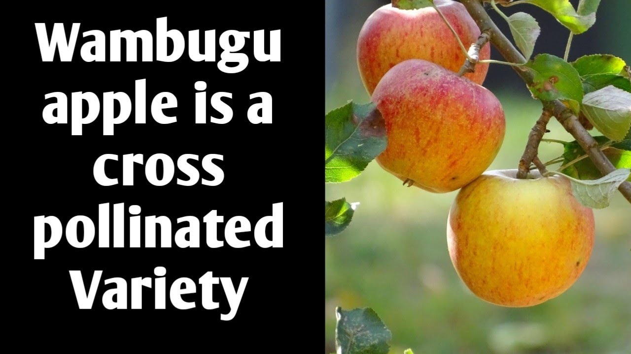 Hot Climate All time WAMBUGU Apple 🍎 fruit update 2024 #Wambugu_apple ...