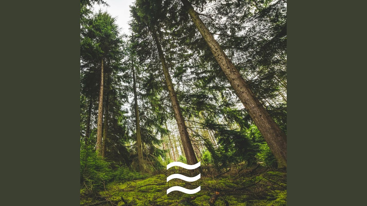 Soft Forest Relax - YouTube