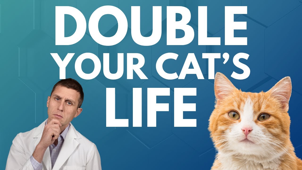 Will Cats Live To 30? Longevity Injection & AIM Protein - YouTube
