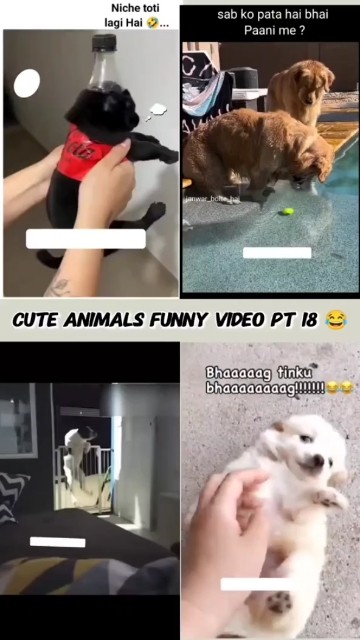 Cute animals funny video | pt 18 | #funny #comedy #funnyanimls #cuteanimals #doglover #shorts ...