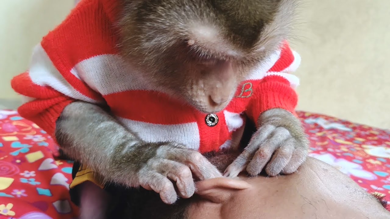 Adorable Monkey Very Satisfying Earwax Removal, Best Grooming Hair ...
