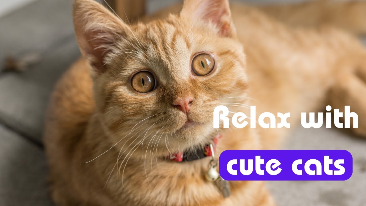 Relax with cute cats - YouTube
