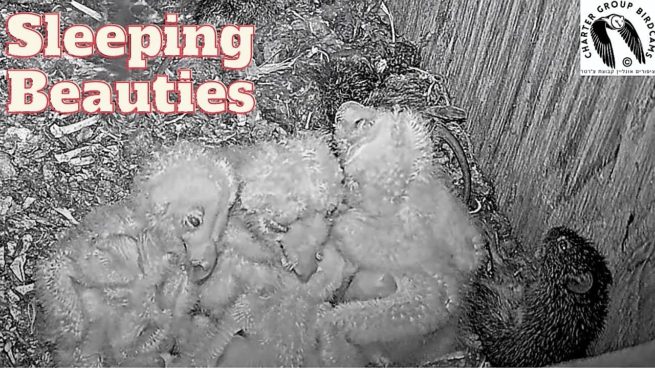 Cute Barn Owl Nestlings Snuggle Up For Warmth, Waiting For Parent To ...