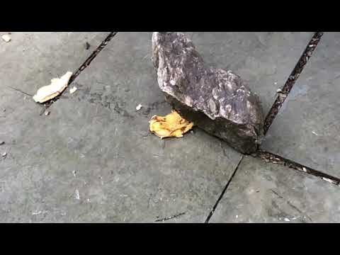 Smashing banana
