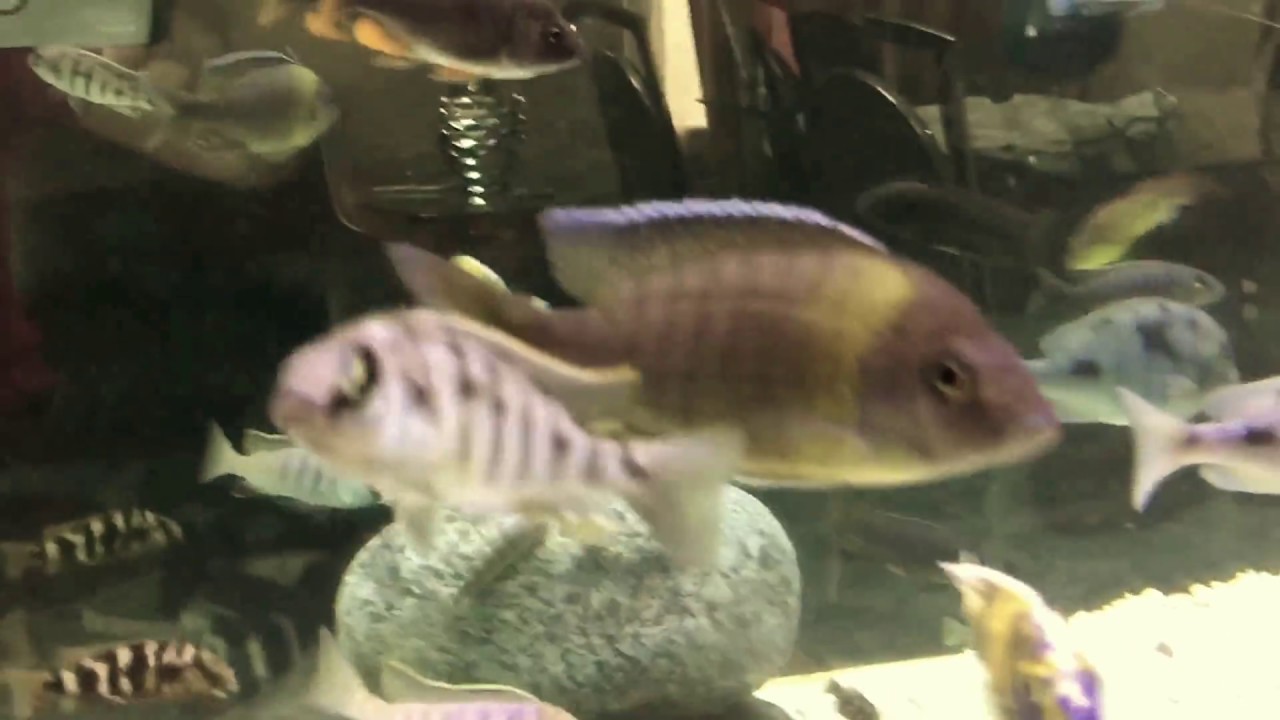 10 ft long huge african cichlids tank overstock and healthy tank - YouTube