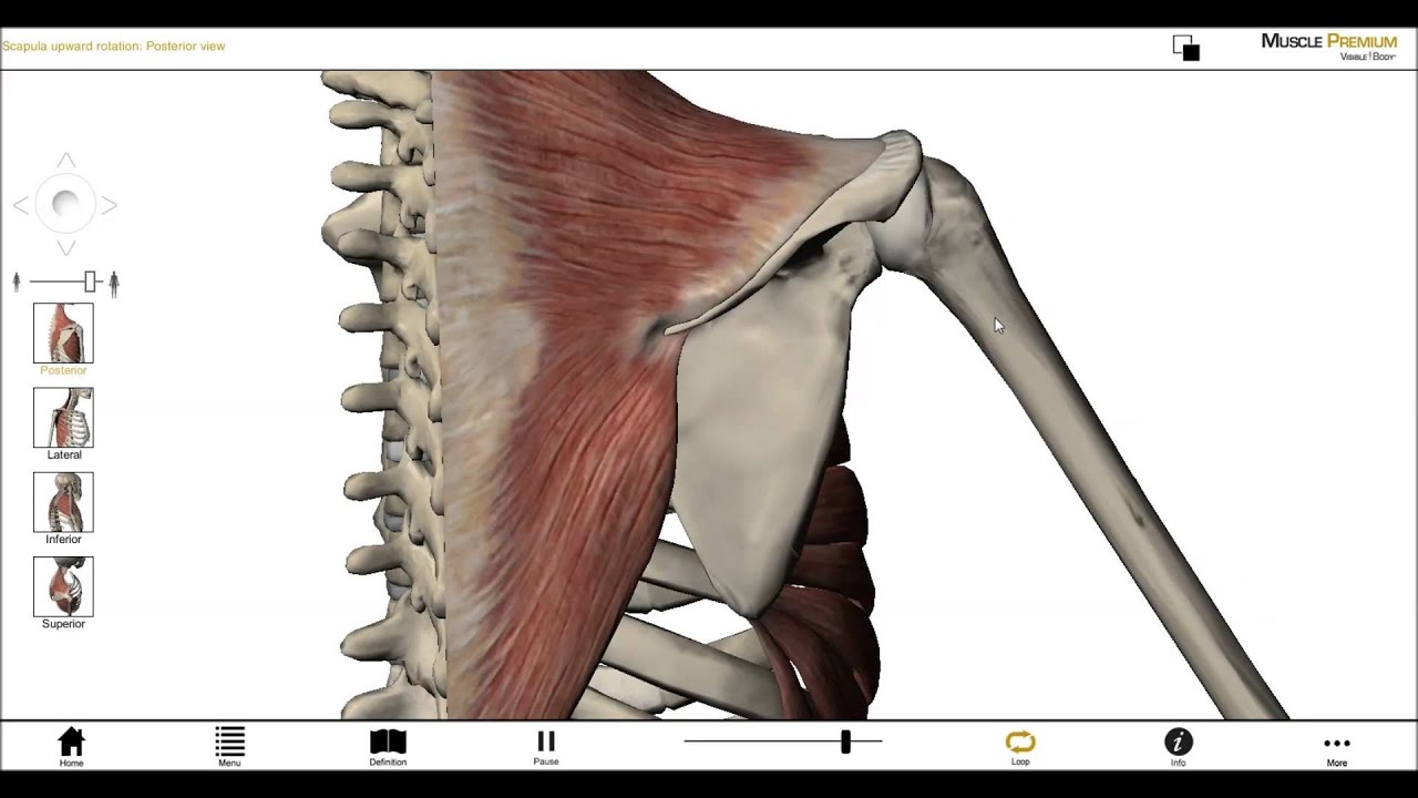 Muscle Highlight- Serratus Anterior - Extended Edition. - YouTube
