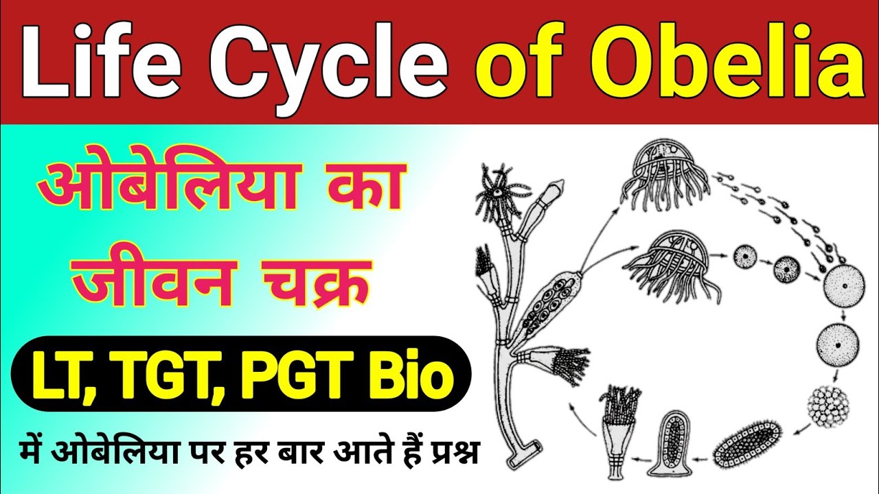 Obelia Biology
