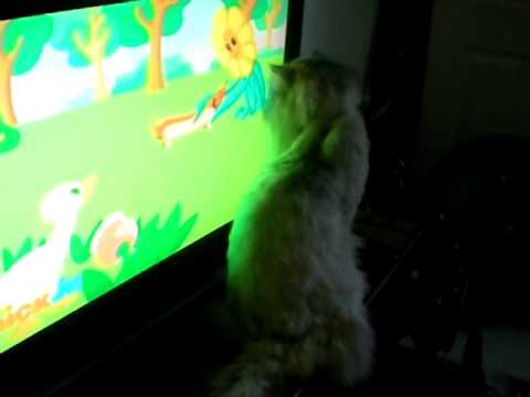 Cat watching Oswald on Nick Jr. - YouTube