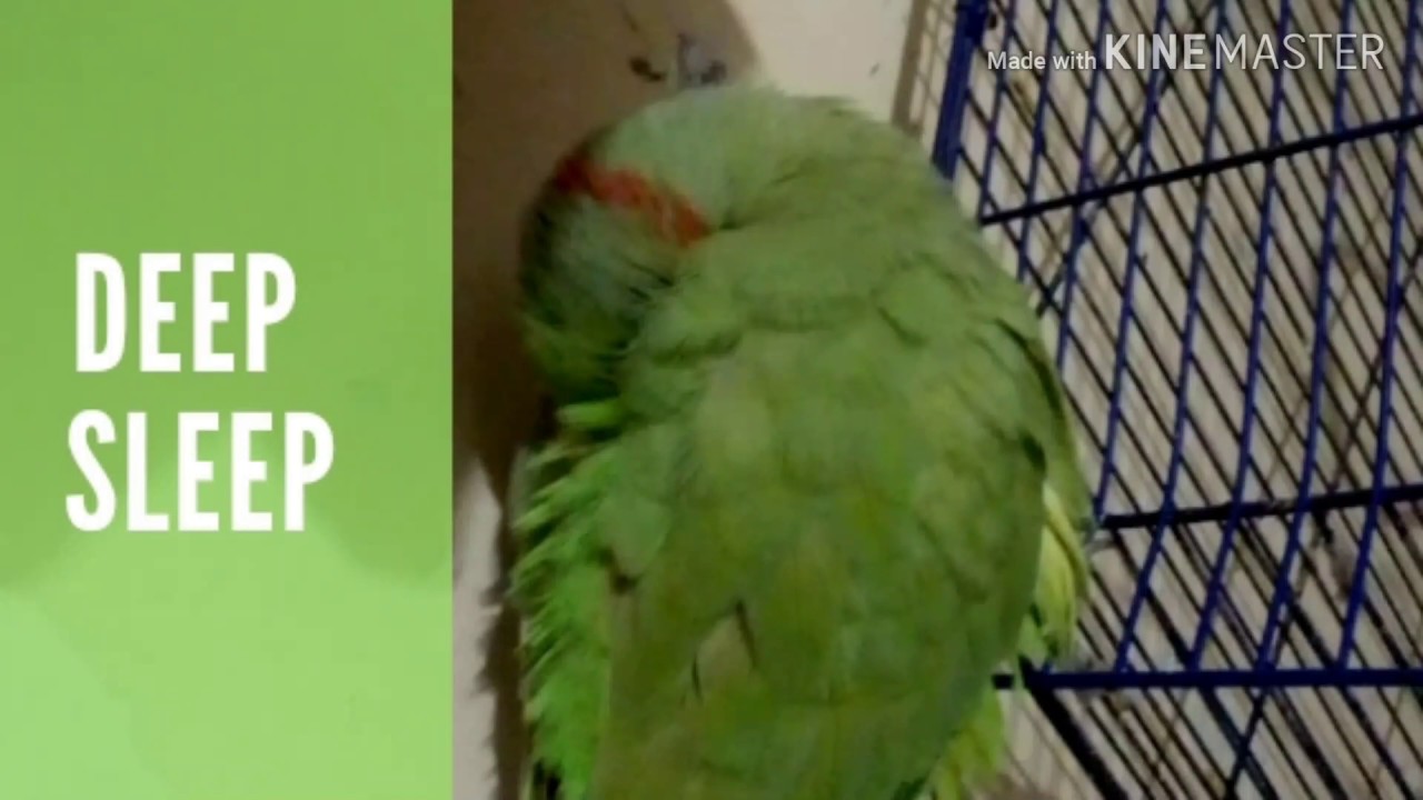 Parrot Sleeping | Nap Time | Mithu | Indian Ring Neck Parrot | Green ...