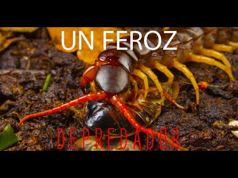 Cienpies cazando su presa, Inteligencia Animal. Centipede hunting ...
