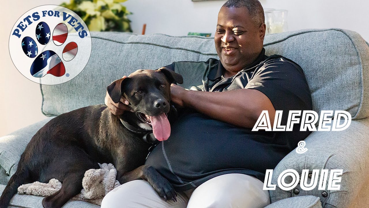 Alfred & Louie: Pet for Vets Super Bond Story - YouTube