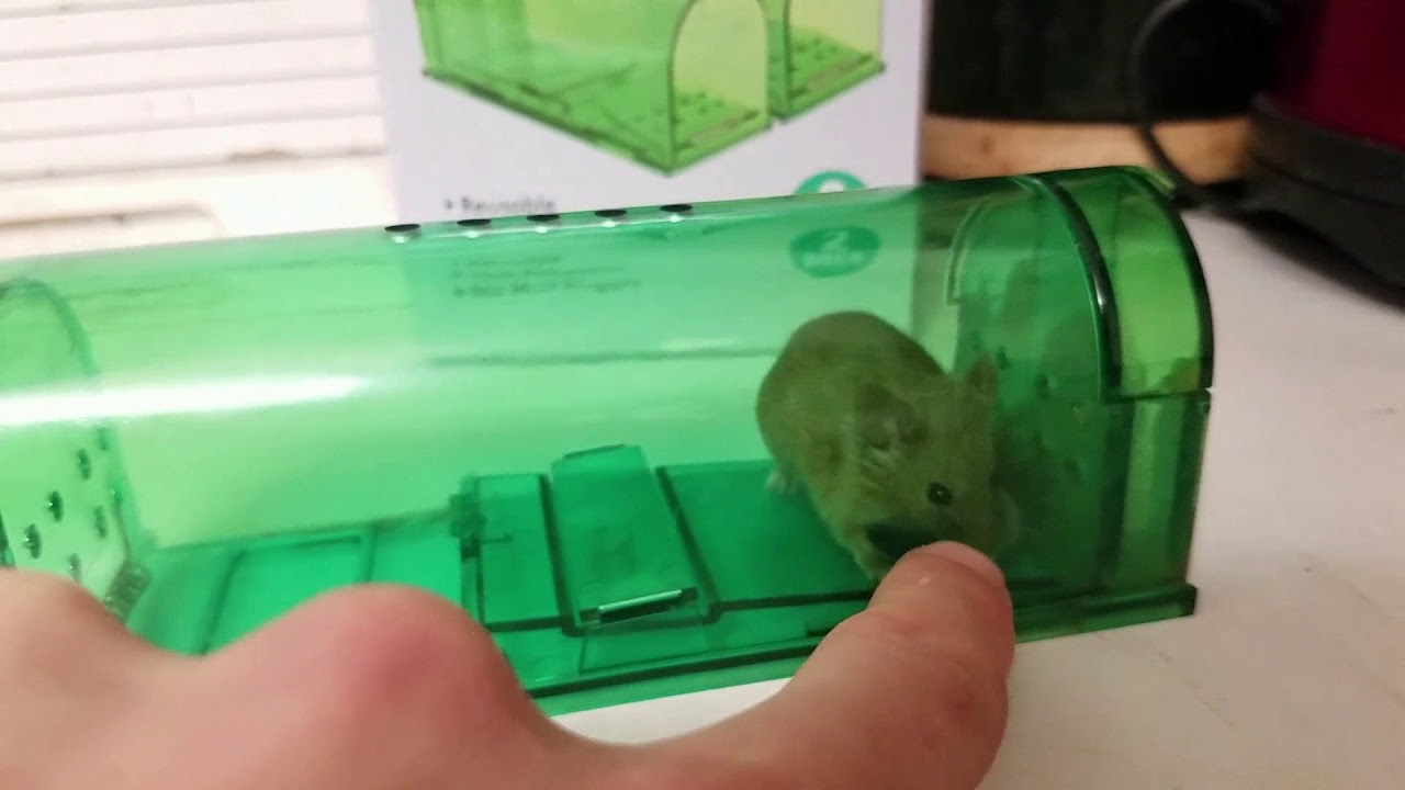 Authenzo Humane Catch & Release Mouse Trap - It Works! - YouTube
