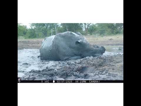 Amazing Camera Trap Footage! - YouTube