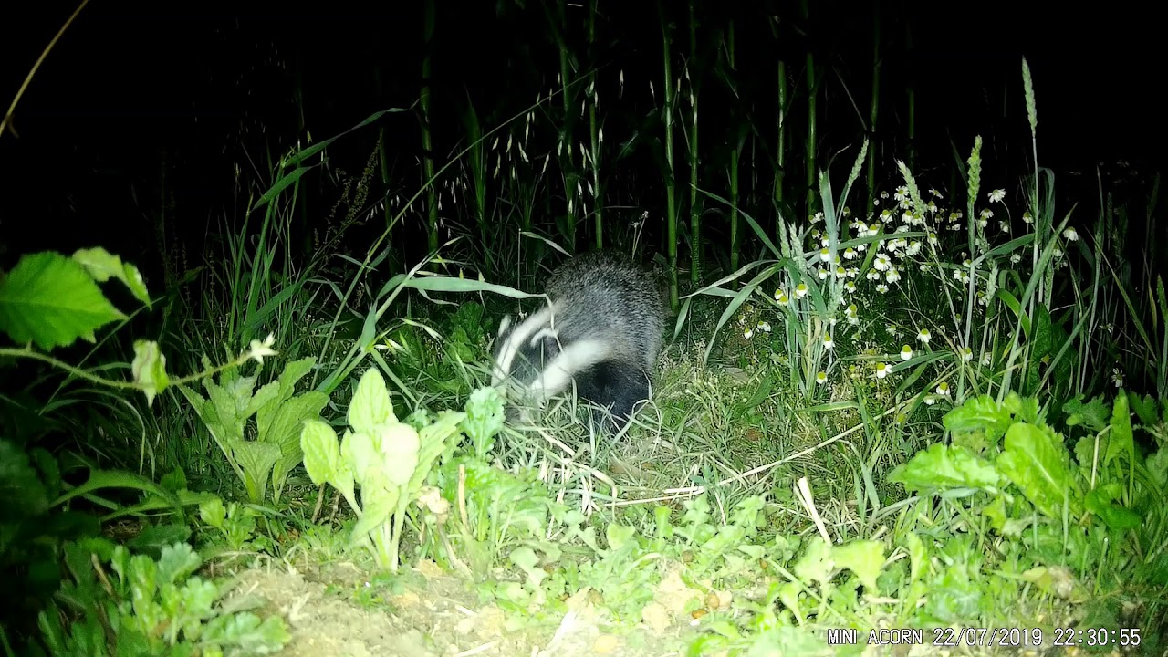 Little Acorn Mini30 Badger Colour Video July19 v2 - YouTube