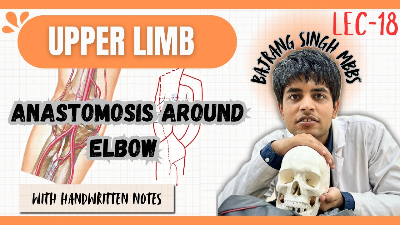 Anastomosis around elbow joint anatomy with notes ll elbow joint ...
