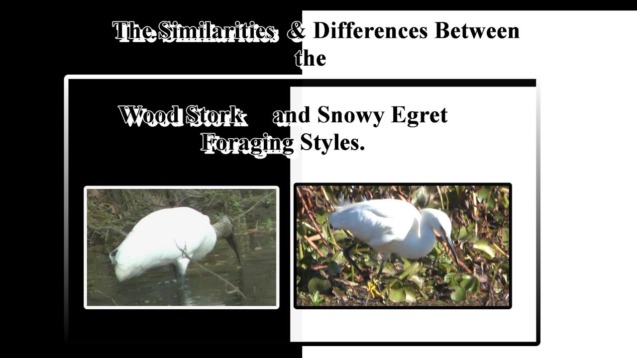 The Similarities & Differences Between the Wood Stork and Snowy Egret ...