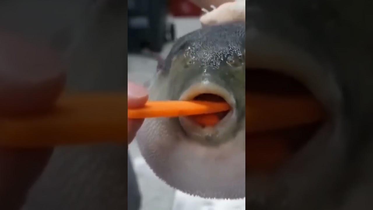 Æugh 🕺 - YouTube