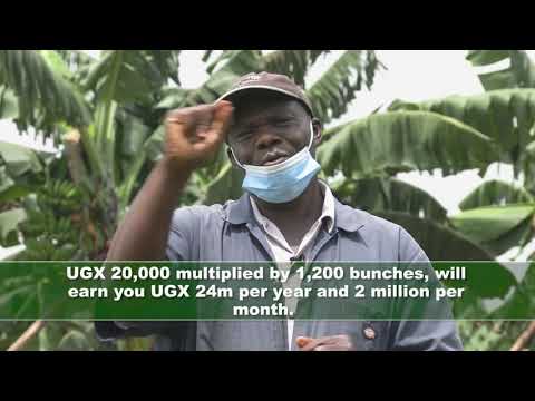 How To Grow Matooke In Uganda