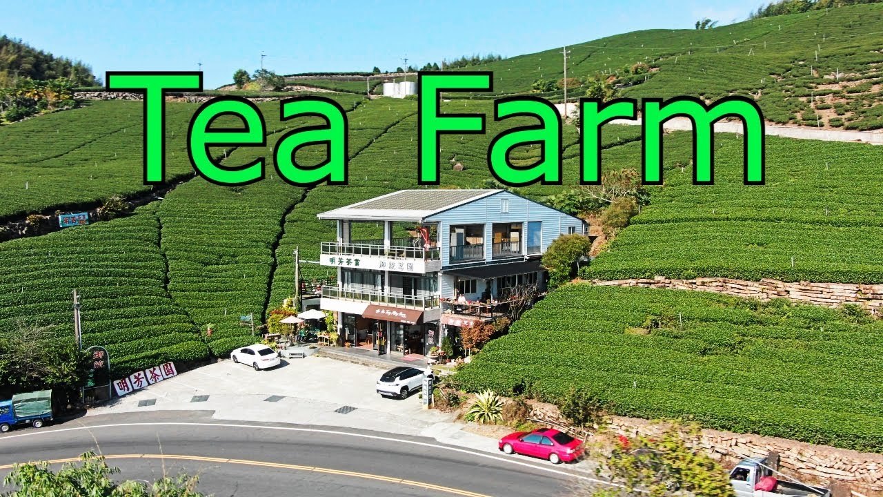 Tea Farm - 御統茗園 - Chiayi County - Alishan Township - Taiwan - YouTube