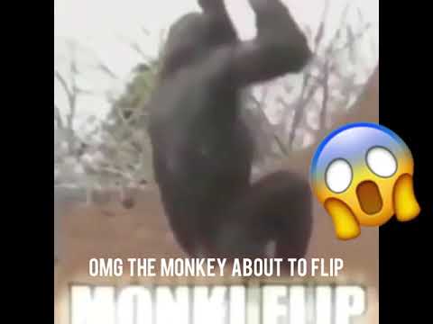 Monkey flip - YouTube