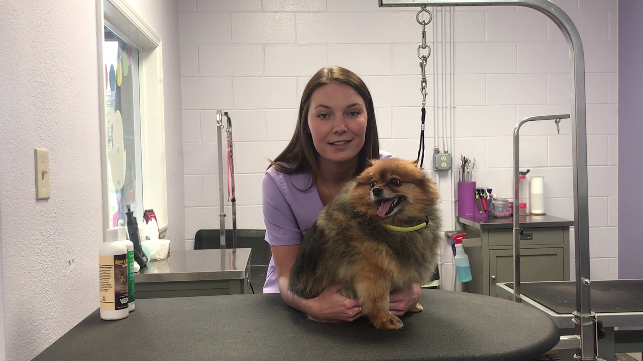 Grooming Tips with 4 Paws and a Tail | Tips on Bathing Your Pet - YouTube