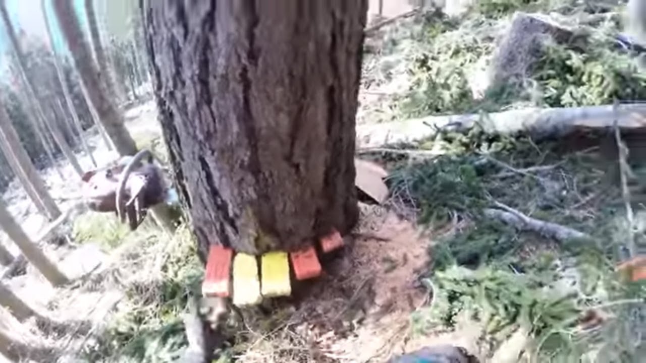 Felling leaned back larch tree - YouTube
