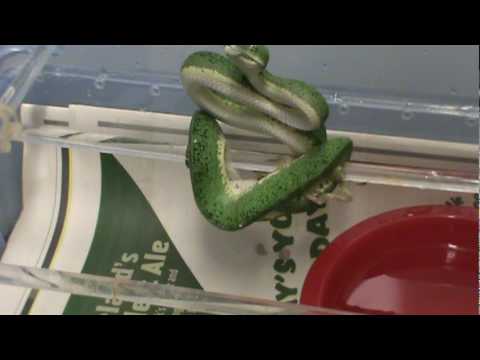 Chondro playing catch with its food....(Green tree python) - YouTube