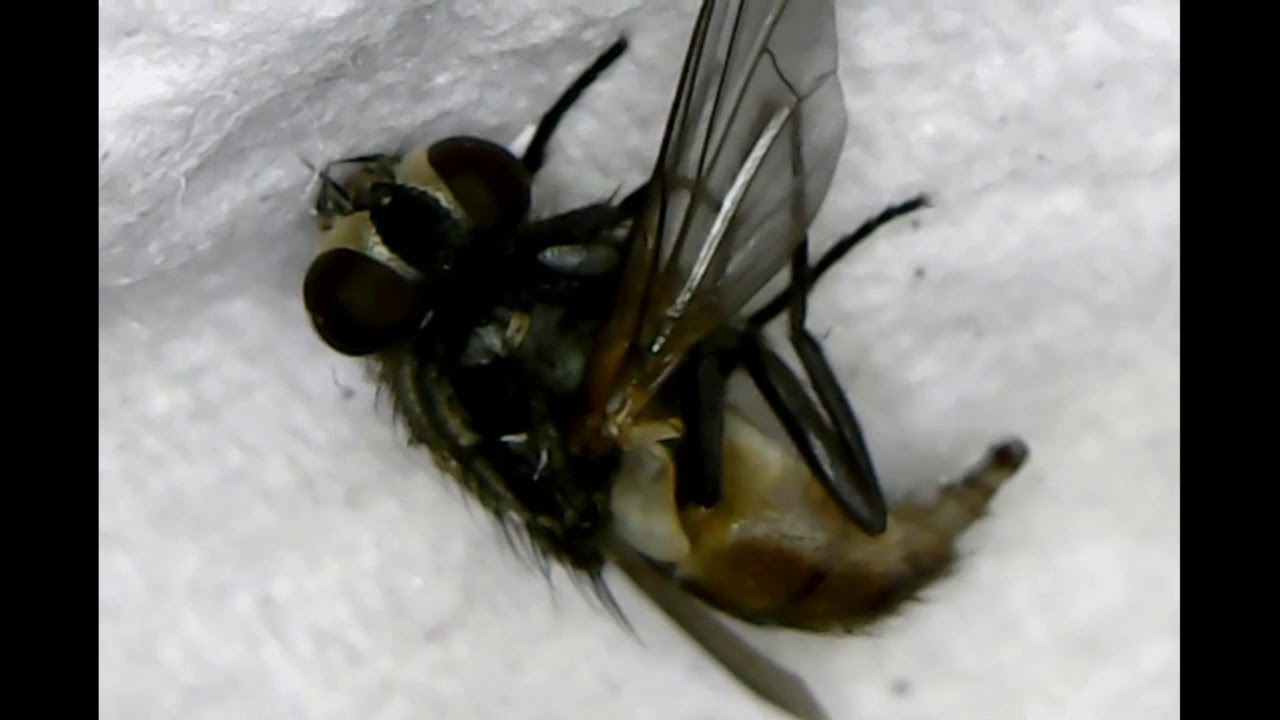 IMPRESSIVE DETAILS ON VIDEO OF ONE FLY..!! - YouTube